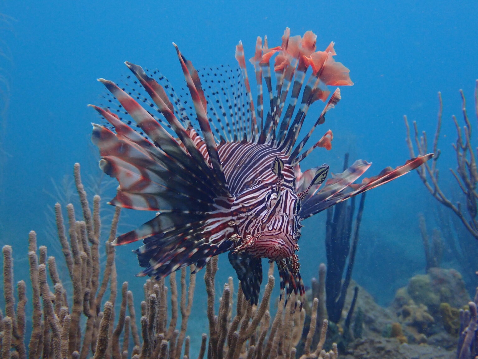 La pêche du poisson lion en Guadeloupe - SeacretDive