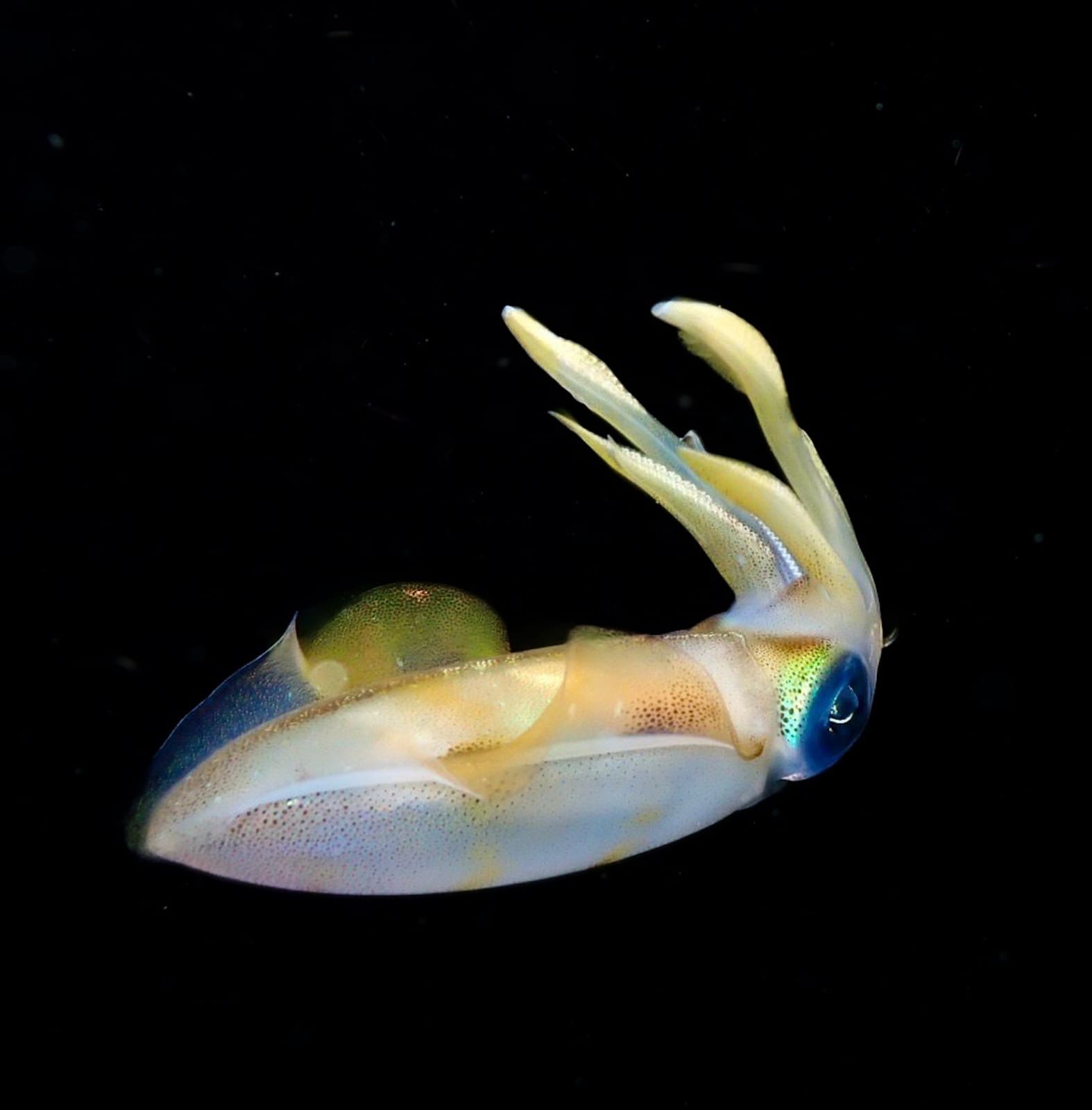 Calamar ou seiche en Guadeloupe ? | SeacretDive